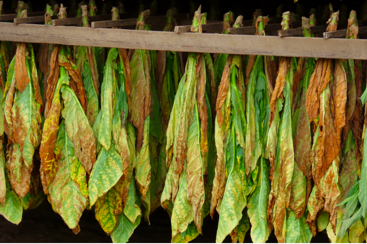 How Is Tobacco Cured For The Perfect Smoke: Unveiling The Secrets